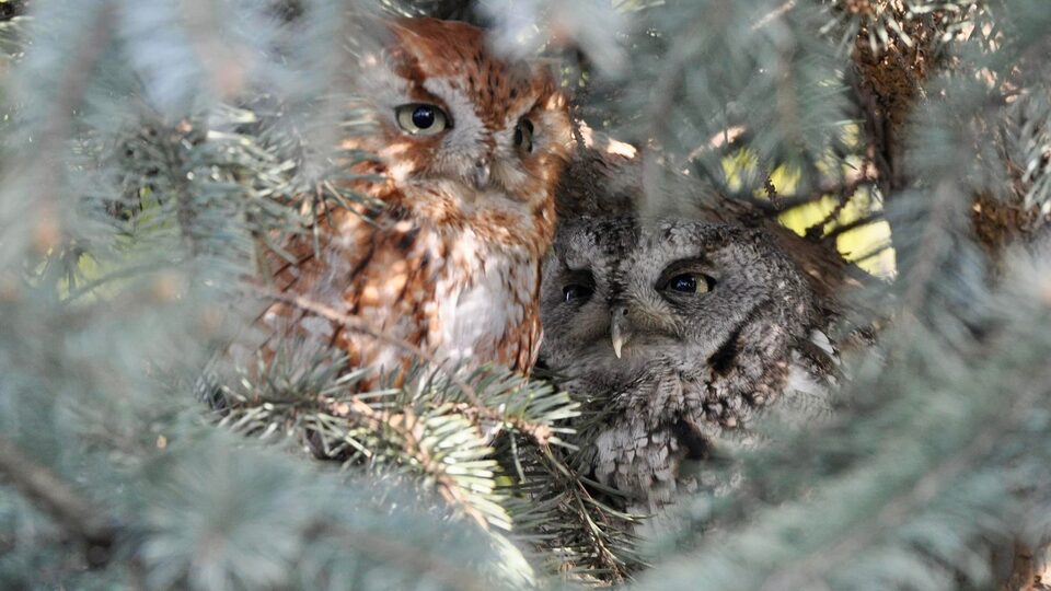A close look at screech owls in Windsor, Ont.
